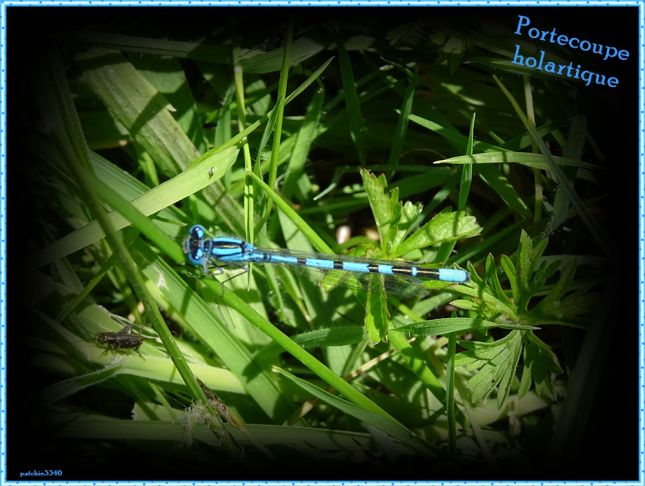 Mes Photos Flore Chene Remarquable De Tombeboeuf